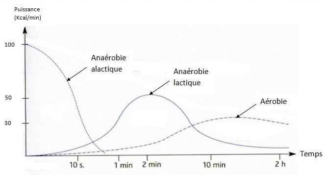 incomplète :: Le Coeur Artificiel
