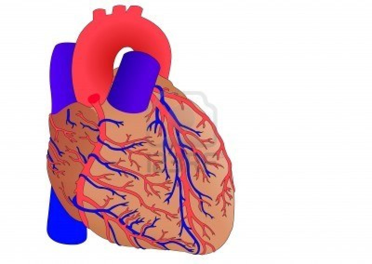 Le fonctionnement :: Le Coeur Artificiel